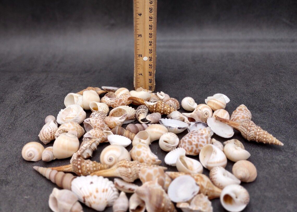 Small Seashell Assorted Ocean Mix (approx. 1 Cup 35+ Shells 0.50-1.25 ...