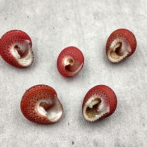 Strawberry Top Red Seashells Clanculus Puniceus (5 Shells Approx. 0.5 ...