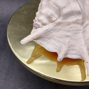 Giant Spider Conch Seashell XL Lambis Truncata (1 Shell Approx. 8 ...