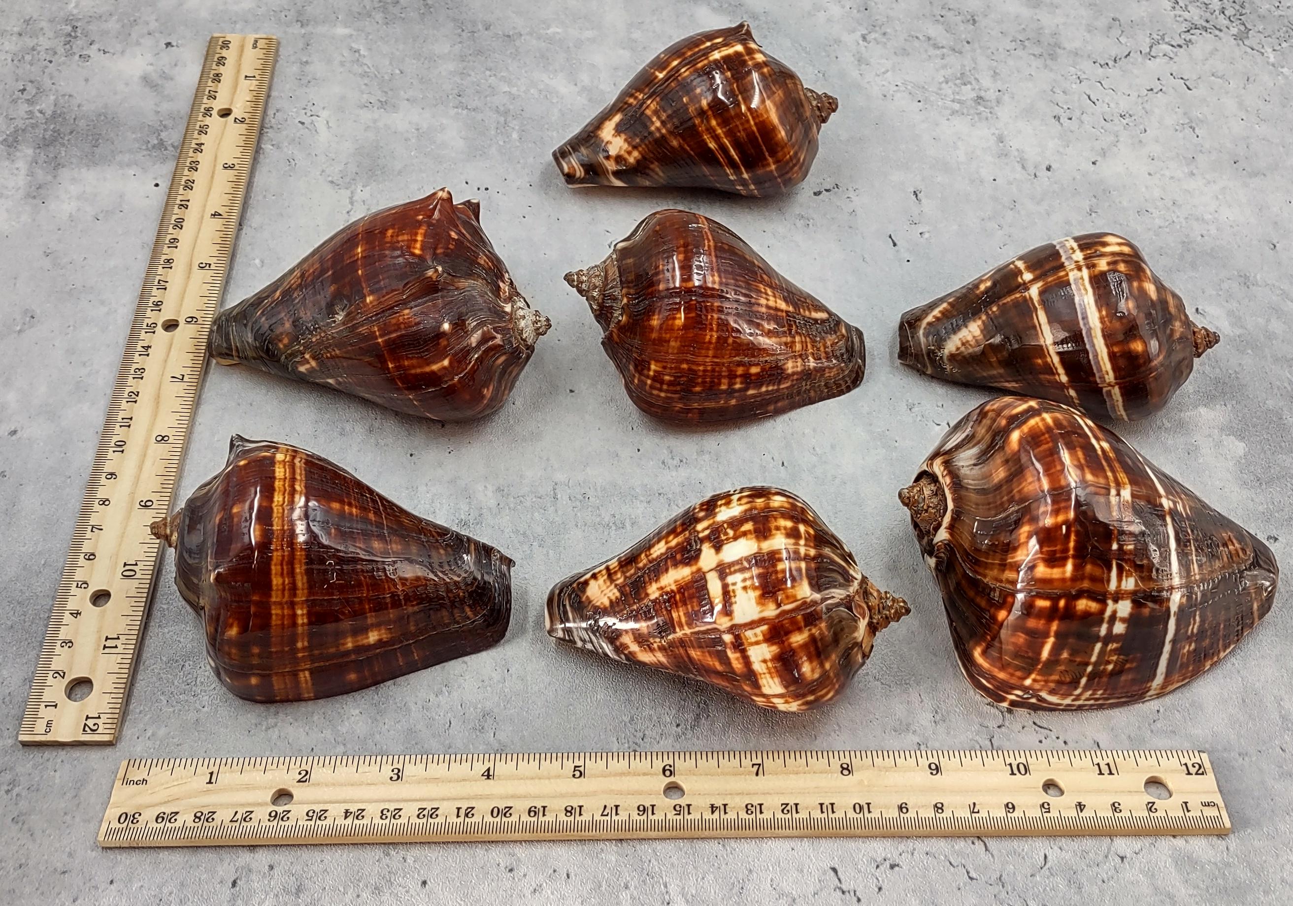 Fiber Conch Seashell Dark Brown Melongena Patula (1 Shell Approx. 4 ...