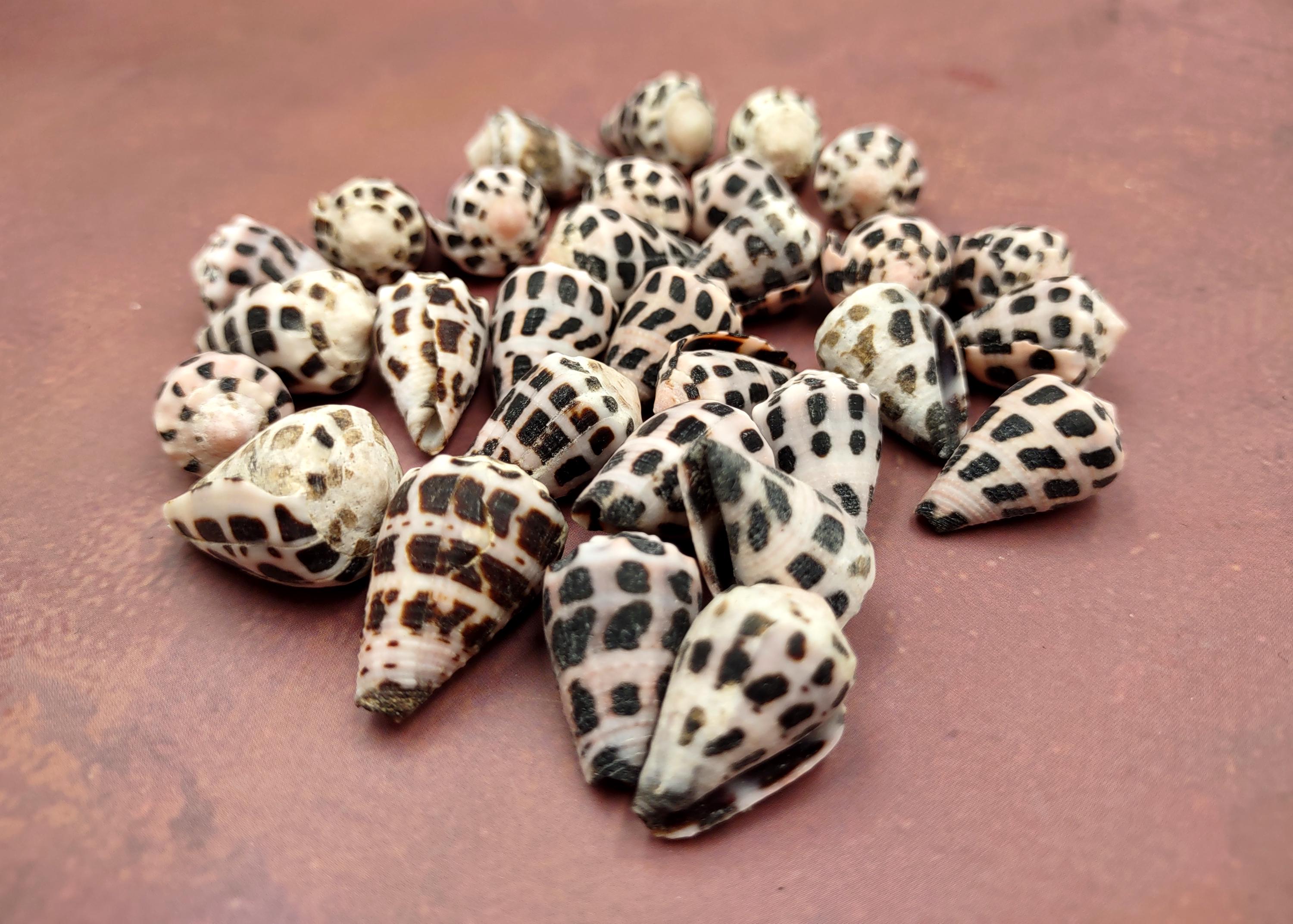 Small Hebrew Cone Seashells Conus Ebraeus (5 Shells Approx. 0.75 ...
