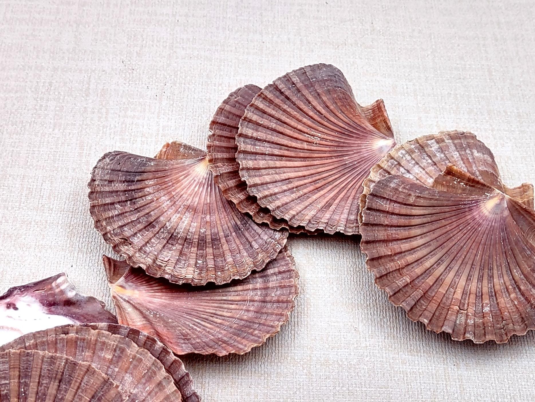Mexican Flat Scallop Seashells Red Brown Pecten Vogdesi (10 Shells ...