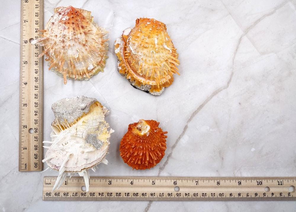 Orange White Spiny Oyster Seashell Pair Spondylus Barbatus (1 Shell ...