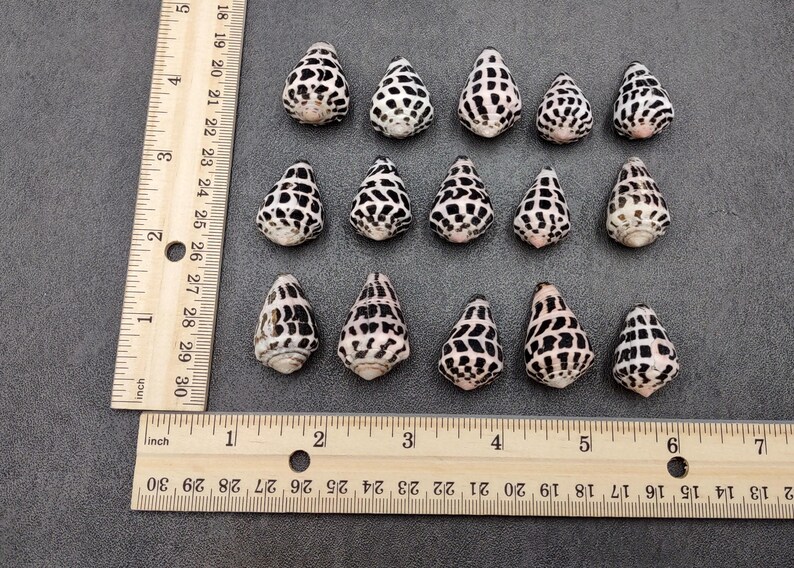 Large Hebrew Cone Seashells Conus Ebraeus White Black Spots (5 Shells ...