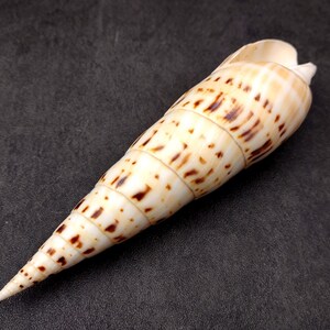 Marlinspike Auger Seashell Terebra Maculata (1 Shell Approx. 6-7 ...