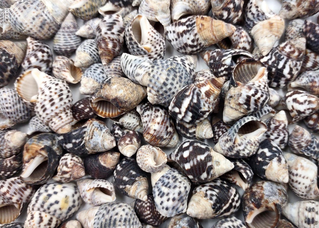 Littorina Black Seashells Littorina Saxatilis (approx. Half Cup 100+ Shells 0.5+ Inches) Mixed ...