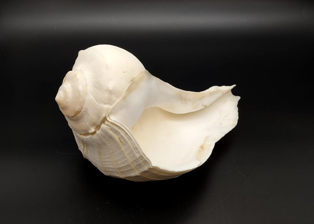 Left Handed Lightning Whelk Busycon Contrarium (1 Shell Approx. 10 ...
