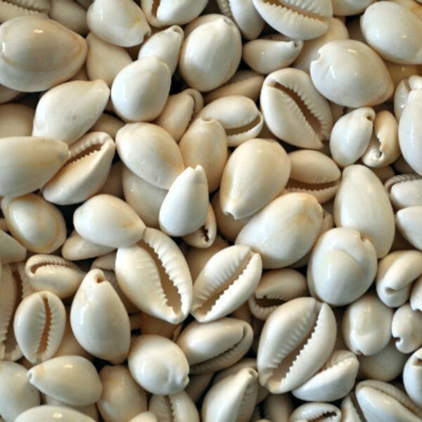 Cowrie Shells - Etsy