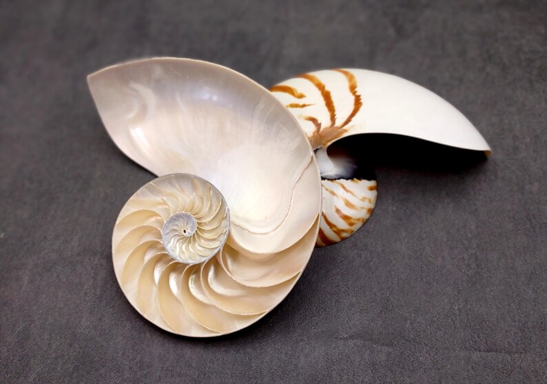 Polished Natural Nautilus Seashell Right Cut Single Half Nautilus ...