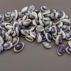Purple Top Cowrie Seashells Cypraea Annulus approx. Half Cup 45 Shells ...