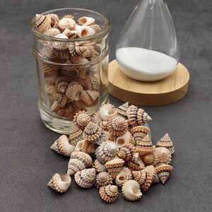 Coronate Prickly Winkle Seashells Tectarius Coronatus (6 Shells Approx ...