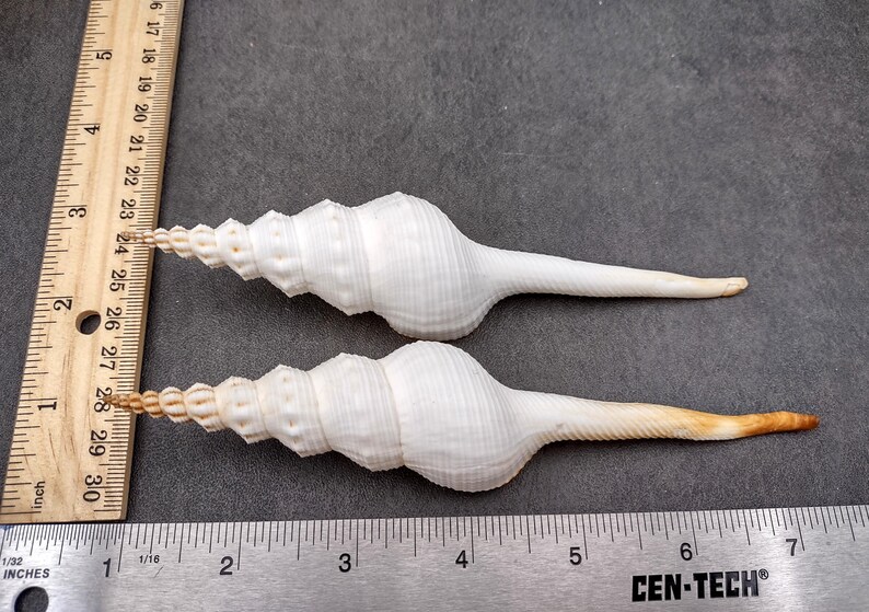 Du Petits Spindle Seashell White Goniofusus Dupetitthouarsi (1 Shell ...