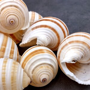 Large Striped Tun Seashells Tonna Sulcosa (2 Shells Approx. 3+ Inches ...