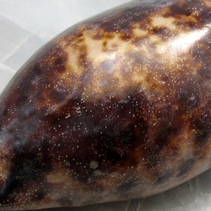 Tortoise Cowrie Seashell Cypraea Testudinaria (1 Shell Approx. 3 ...