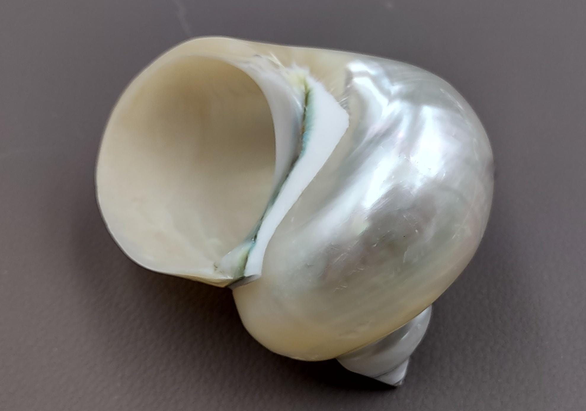 Pearlized Jade Turbo Seashell Turbo Burgessi (1 Shell 3+ Inches) Great ...