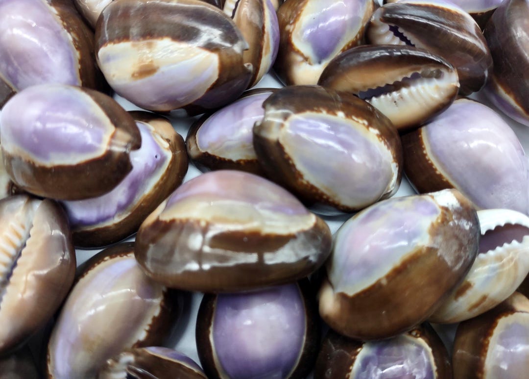 Purple Top Serpent Head Cowrie Seashells Cypraea Caputserpentis (10 ...