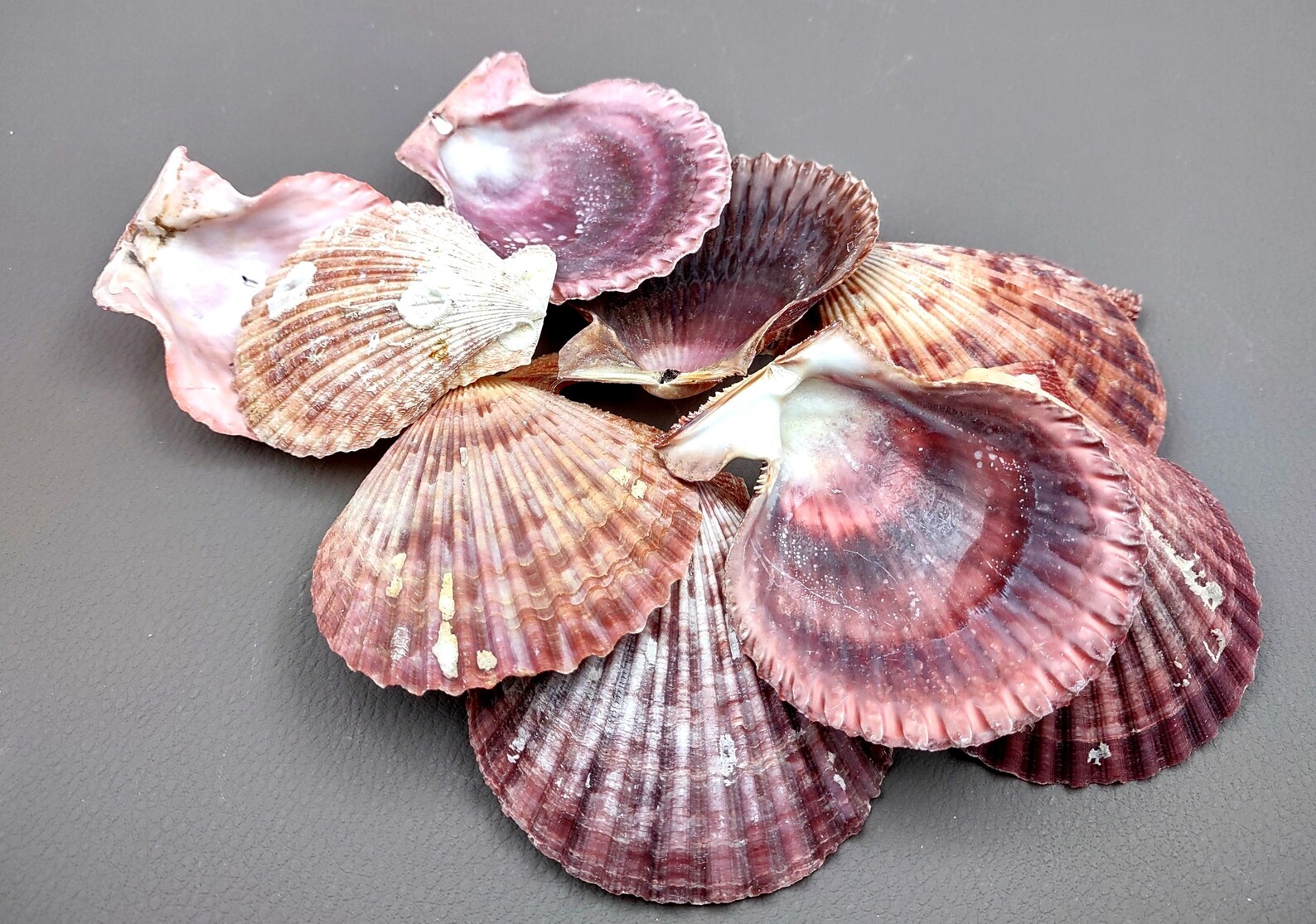 Calico Atlantic Scallop Seashells Argopecten Gibbus (10 Shells Approx ...