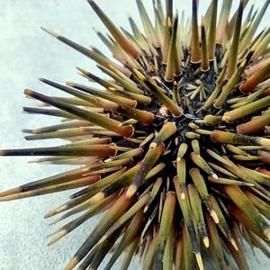 Burrowing Sea Urchin With Spines Echinometra Mathaei (2 Urchins Approx ...