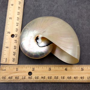 Pearlized Nautilus Seashell Polished Nautilus Pompilius (1 Shell Approx ...