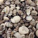 Small Seashell Assorted Ocean Mix (approx. 1 Cup 35+ Shells 0.50-1.25 ...