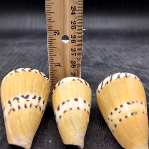 Captain Cone Seashells Conus Capitaneus 2 Shells Approx. 2 Inches Cone ...