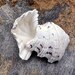 Bear Paw Clam Seashell Hippopus Hippopus (1 Shell Pair Approx. 4 ...