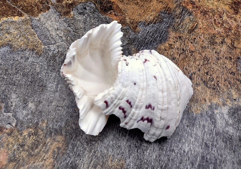 Bear Paw Clam Seashell Hippopus Hippopus (1 Shell Pair Approx. 4 ...