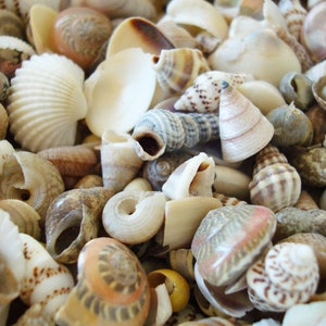 Tiny Seashell Assorted Ocean Mix for Crafts approx. 750-800 - Etsy