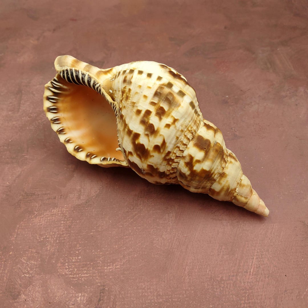 Caribbean Triton Seashell Large Charonia Tritonis (1 Shell Approx. 7 ...
