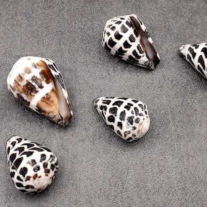 Large Hebrew Cone Seashells Conus Ebraeus White Black Spots 5 Shells ...