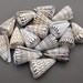 Lettered/alphabet Cone Seashell Conus Litteratus 1 Shell Approx. 3-4 ...