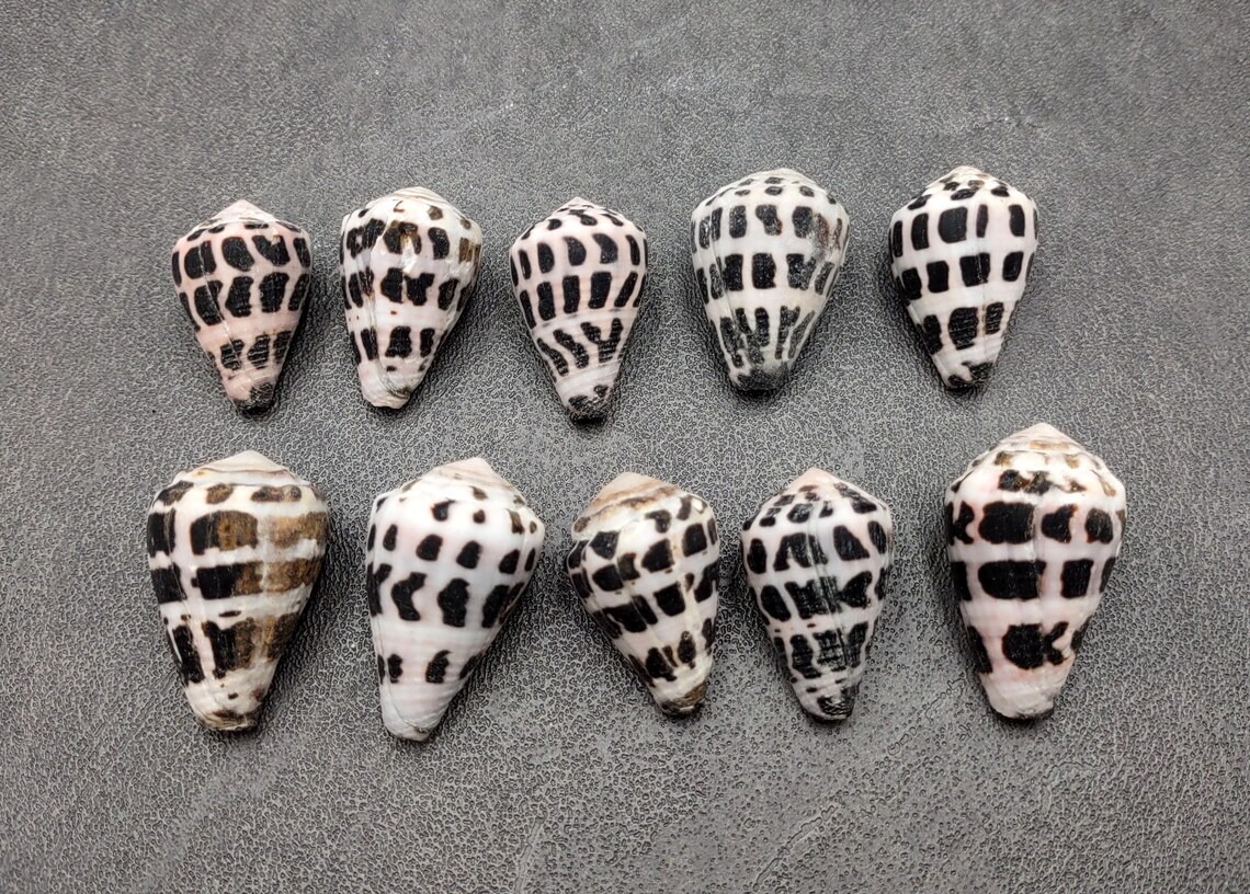 Medium Hebrew Cone Seashells Conus Ebraeus (5 Shells Approx. 1+ Inches ...