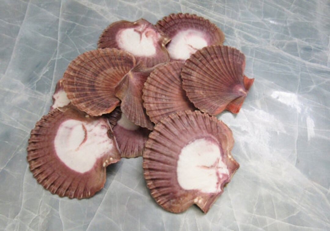 Mexican Flat Scallop Seashells Pecten Vogdesi 10 Shells Approx. 2 ...