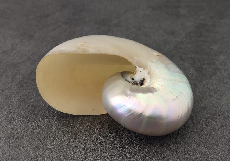 Pearlized Nautilus Seashell Polished Nautilus Pompilius (1 Shell Approx ...