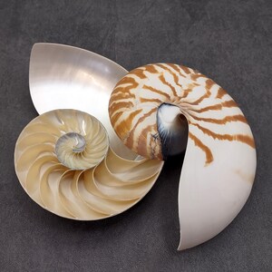 Natural Nautilus Seashell Right Cut Single Half Nautilus Pompilius (1 ...