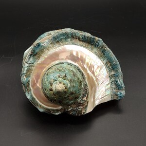 Giant Banded Turbo Shell Turbo Marmoratus (1 Shell Approx. 7L X 4.5H X ...