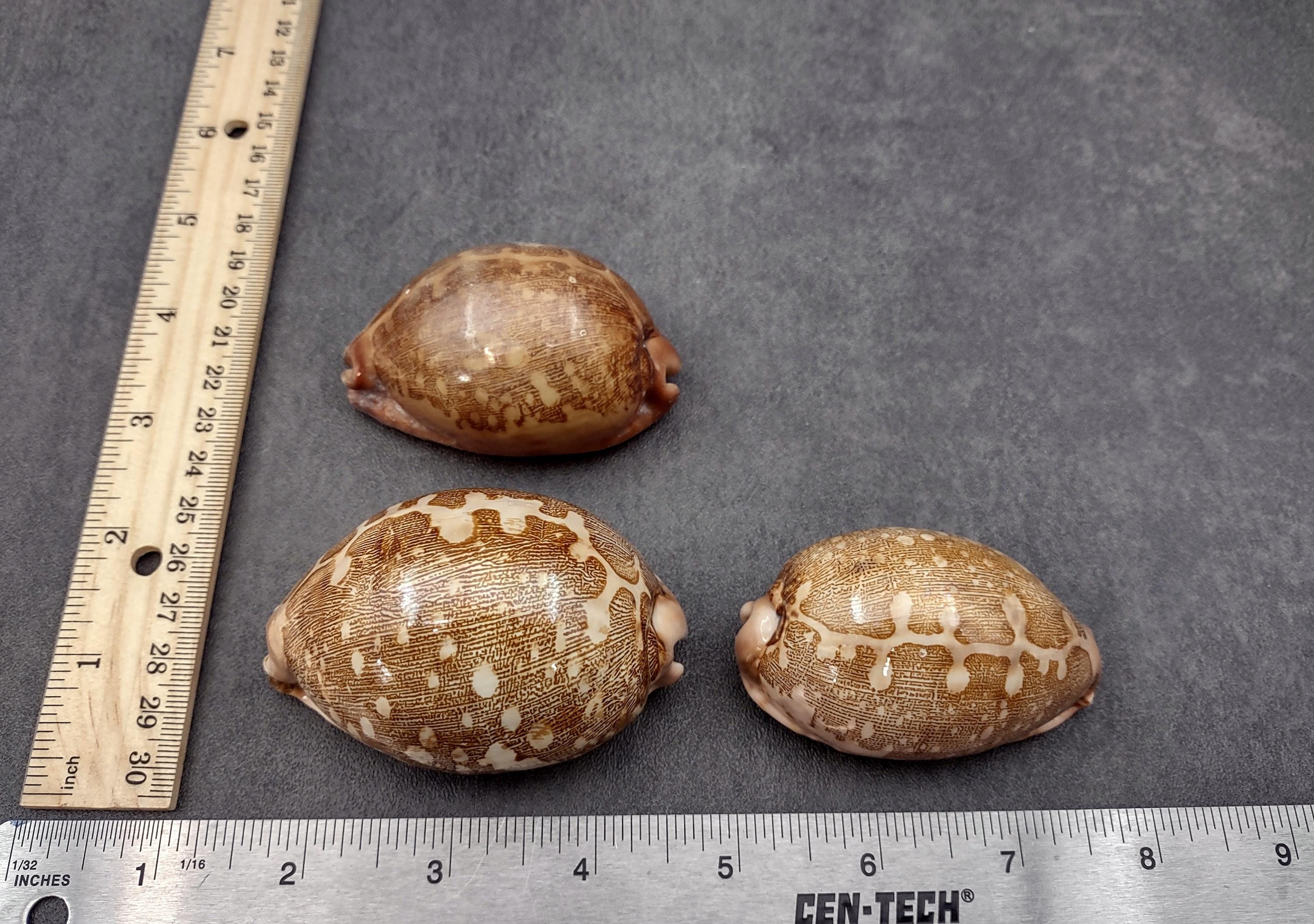 Ancient Map Cowrie Seashell Brown Cypraea Mappa (1 Shell Approx. 2.5 ...