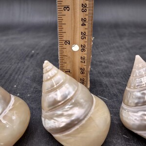 Pearlized Trochus Seashell Trochus Niloticus (1 Shell Approx. 2.5 ...