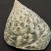 Pearlized Trochus Seashell Trochus Niloticus (1 Shell Approx. 2.5 ...