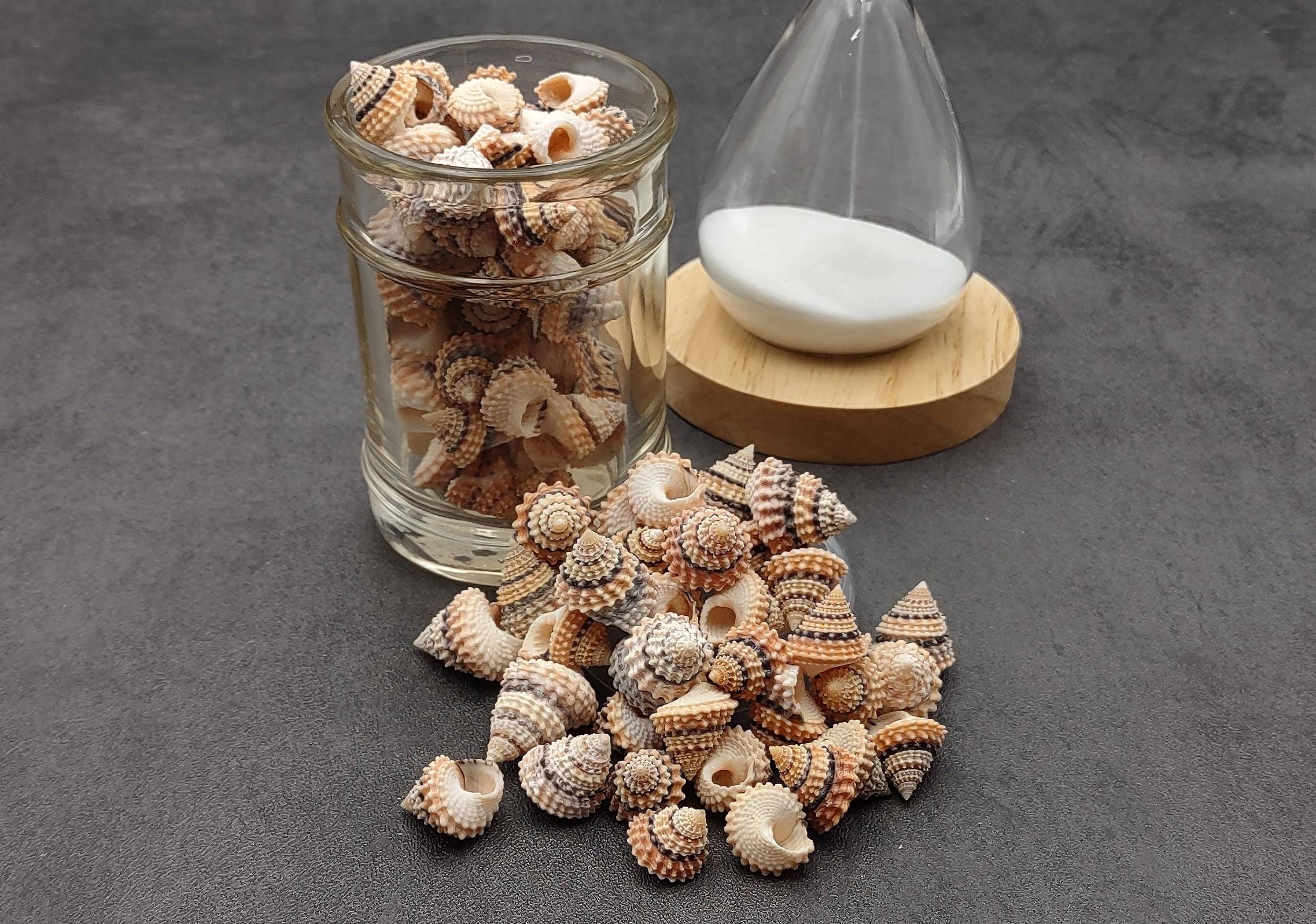 Coronate Prickly Winkle Seashells Tectarius Coronatus (6 Shells Approx ...