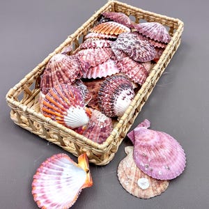 Calico Atlantic Scallop Seashells Argopecten Gibbus (10 Shells Approx ...