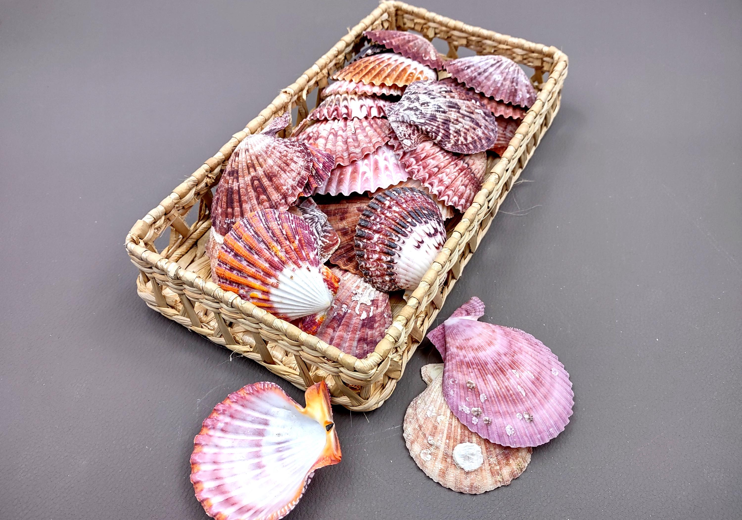 Calico Atlantic Scallop Seashells Argopecten Gibbus (10 Shells Approx ...