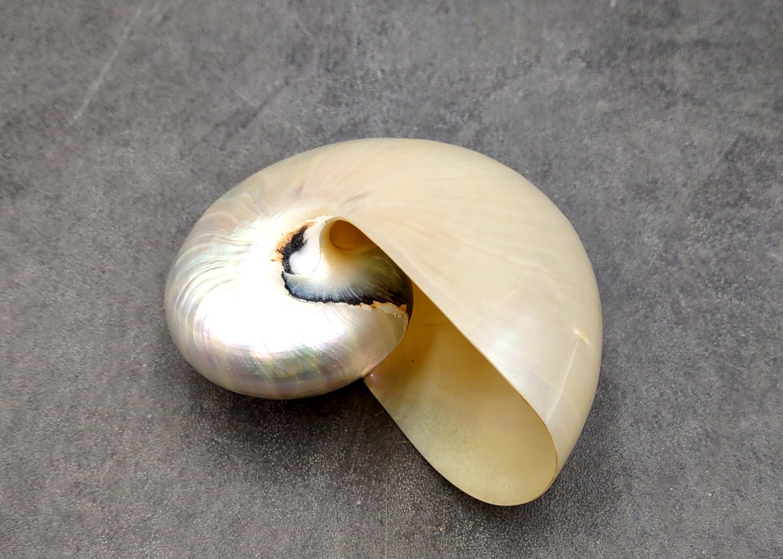 Pearlized Nautilus Seashell Polished Nautilus Pompilius (1 Shell Approx ...