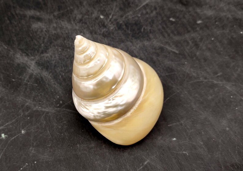 Pearlized Trochus Seashell Trochus Niloticus (1 Shell Approx. 2.5 ...