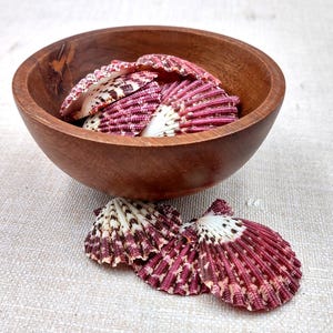 Royal Cloak Scallop Seashells Pecten Pallium (10 Shells Approx. 1 ...