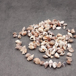 Common Nutmeg Seashells (approx. Half Cup 150+ Shells 0.25 Inches ...