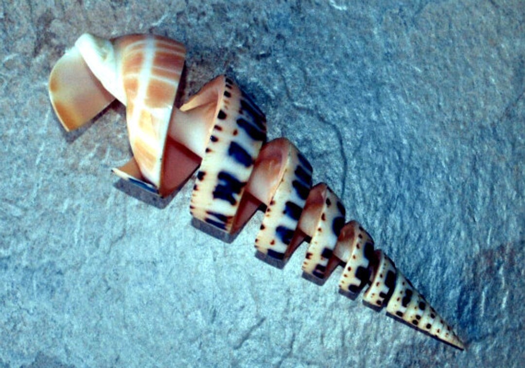 Spiral Cut Marlinspike Auger Seashell Terebra Maculata 1 Shell Approx ...