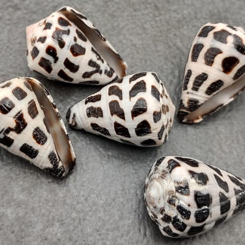 Medium Hebrew Cone Seashells Conus Ebraeus (5 Shells Approx. 1+ Inches ...