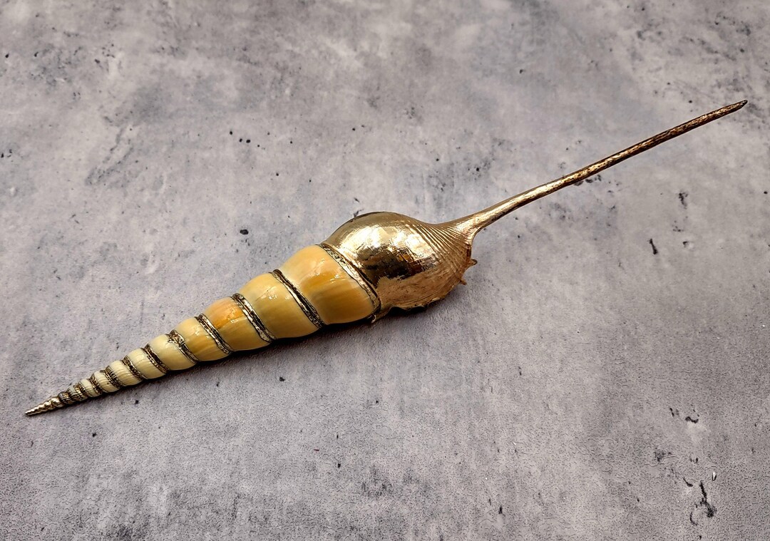 Silver Plated Shin-bone Tibia Seashell Tibia Fuscus (1 Shell Approx. 6 ...