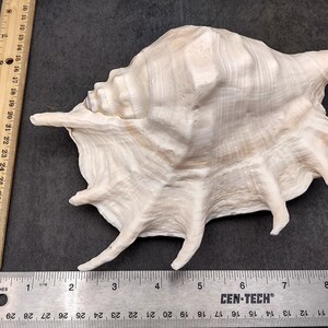 Giant Spider Conch Seashell XL Lambis Truncata (1 Shell Approx. 8 ...